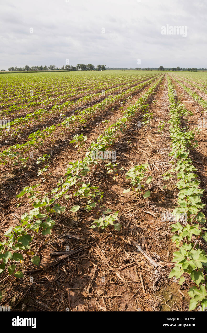 Cotton weed hi-res stock photography and images - Alamy