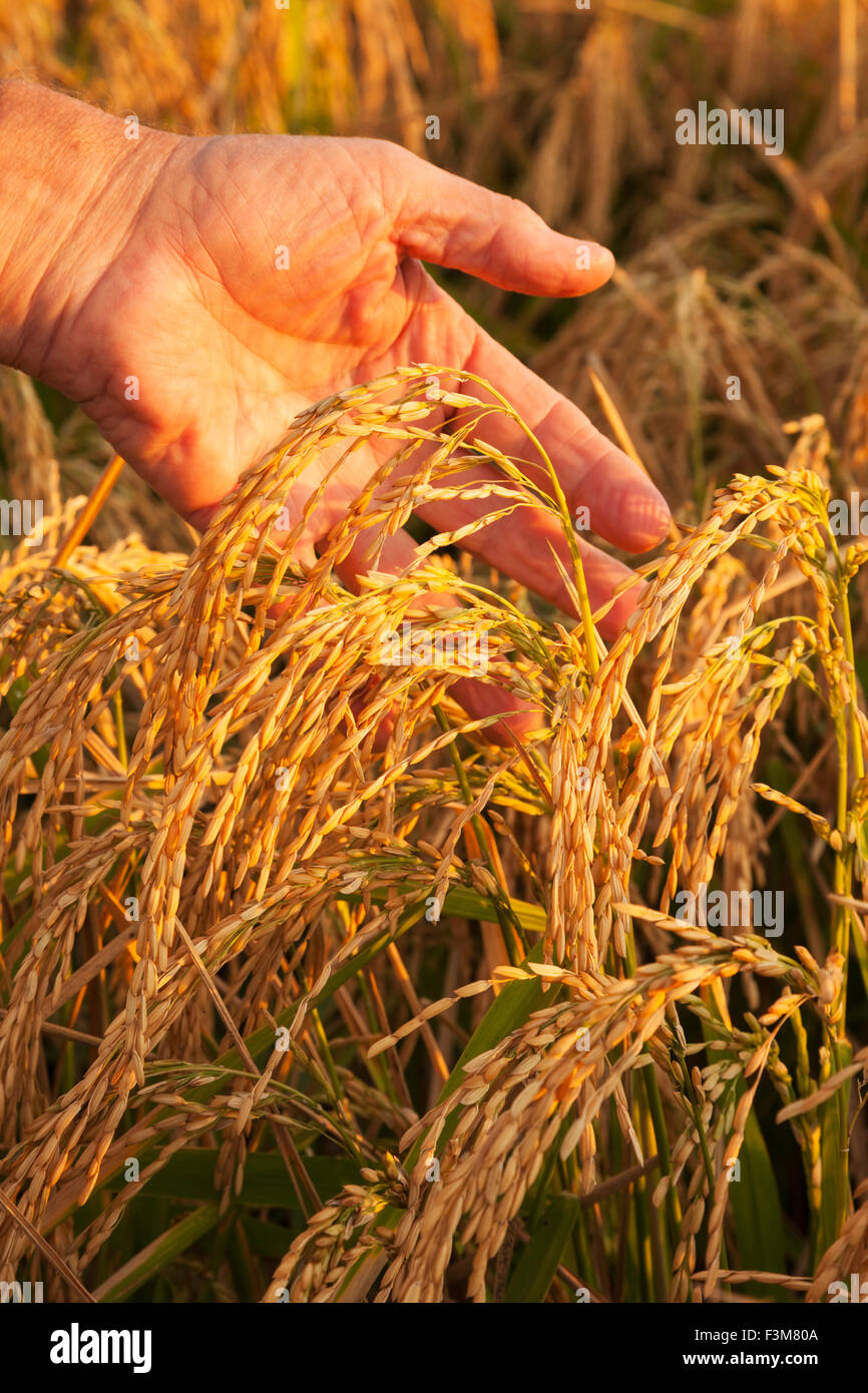 Scrutiny and inspection hi-res stock photography and images - Alamy
