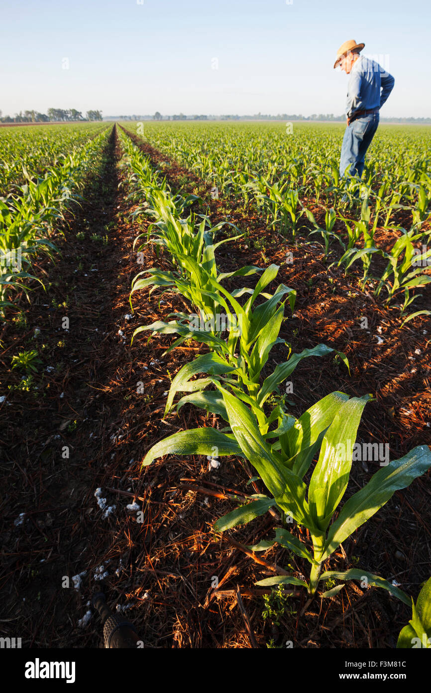 Conventional corn hi-res stock photography and images - Alamy