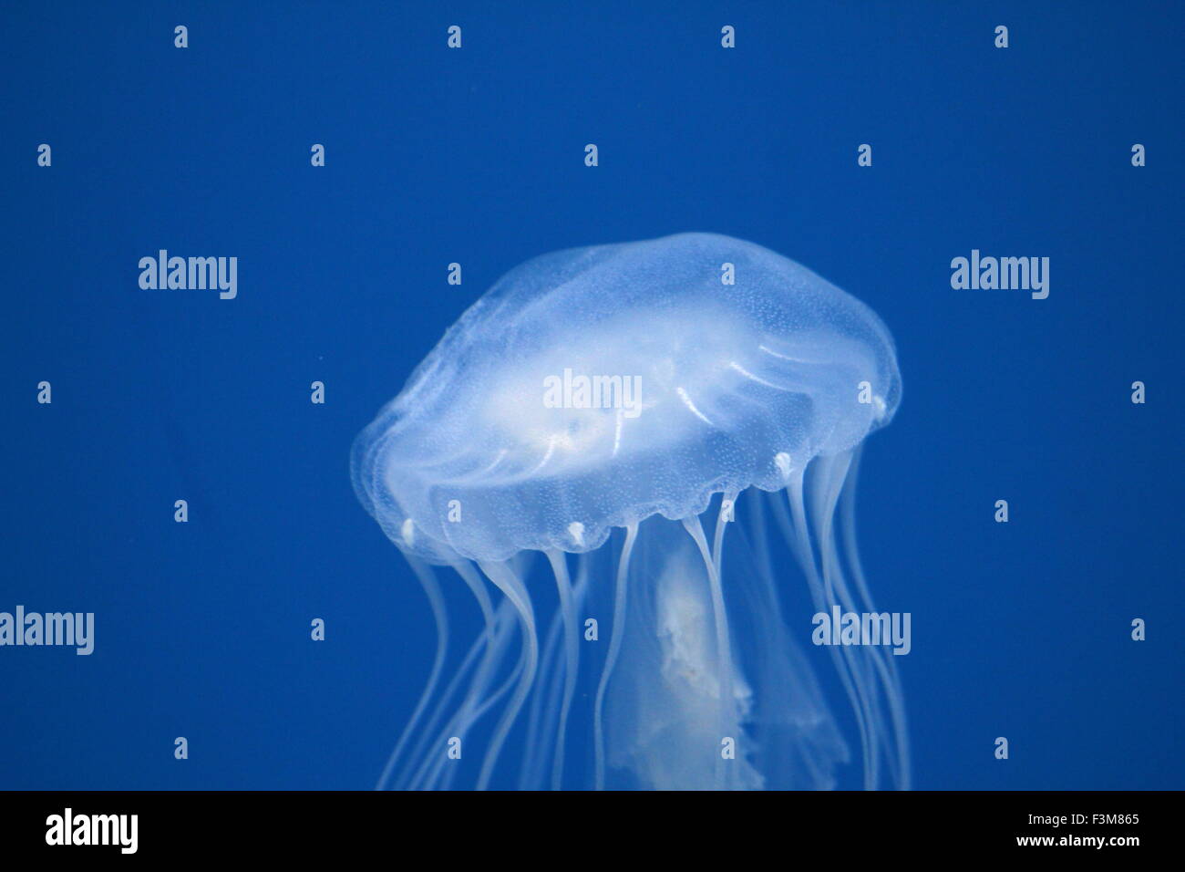 Jellyfish sting skin hi-res stock photography and images - Alamy