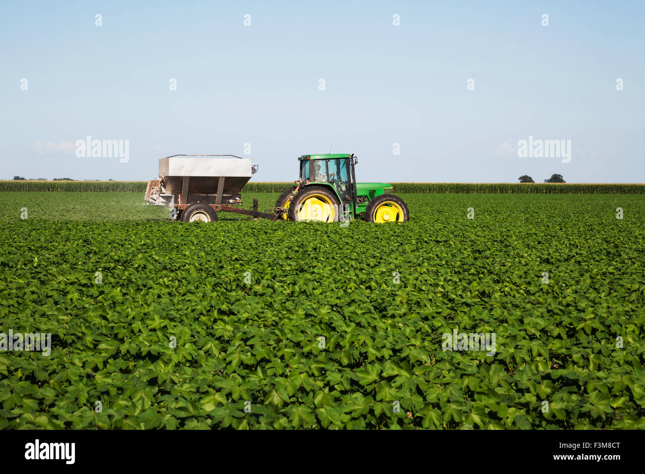 Field of cotton hi-res stock photography and images - Alamy