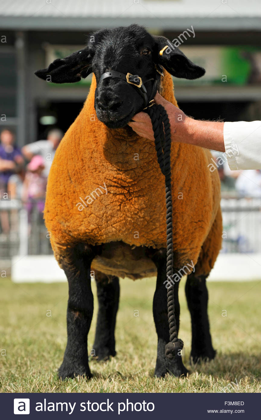 Suffolk Sheep Stock Photos & Suffolk Sheep Stock Images - Alamy