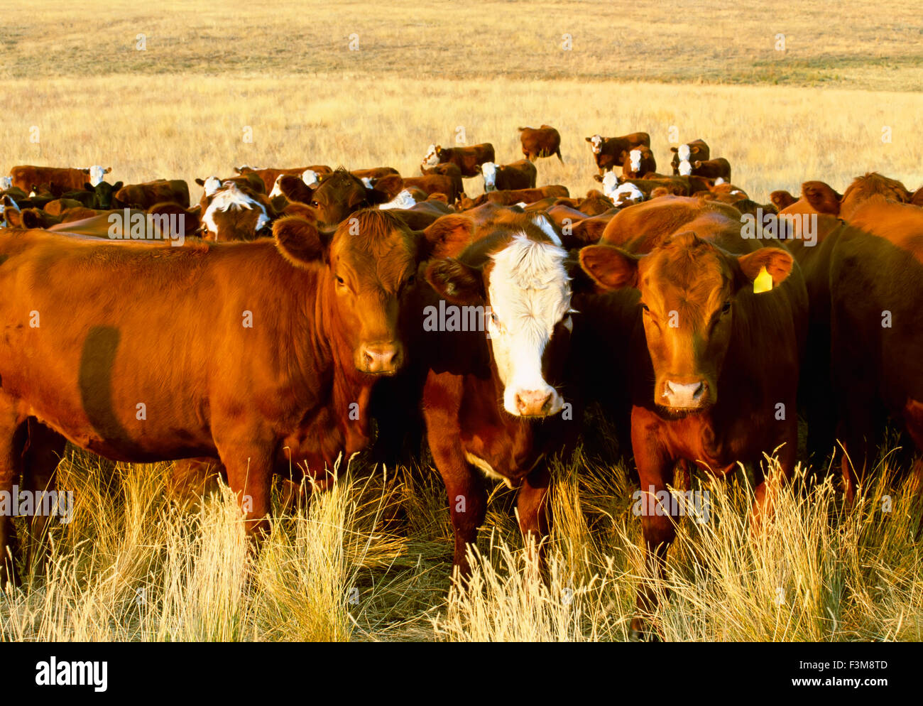 Cattle ranch southern alberta hi-res stock photography and images - Alamy