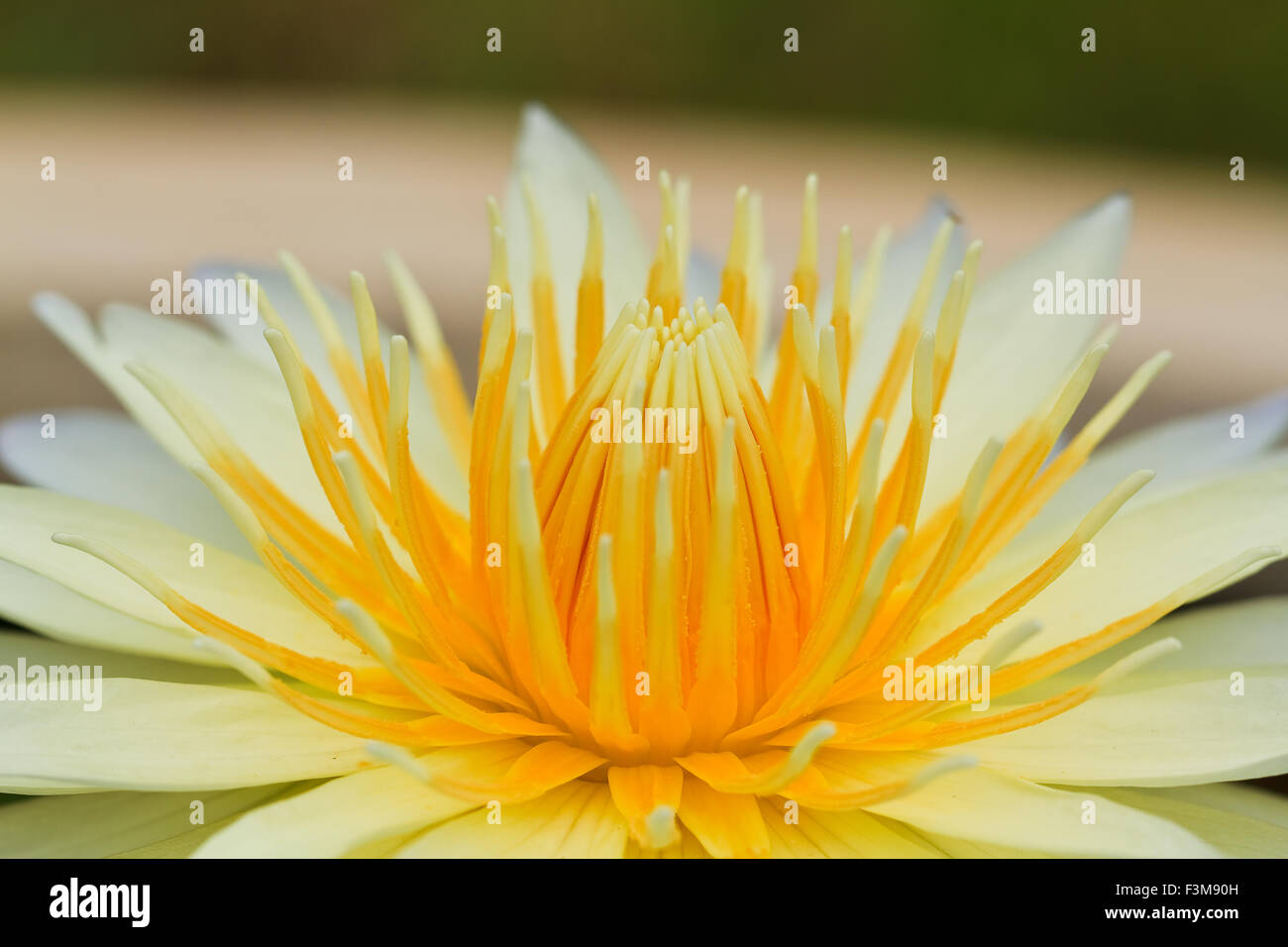 Yellow water lily Stock Photo - Alamy