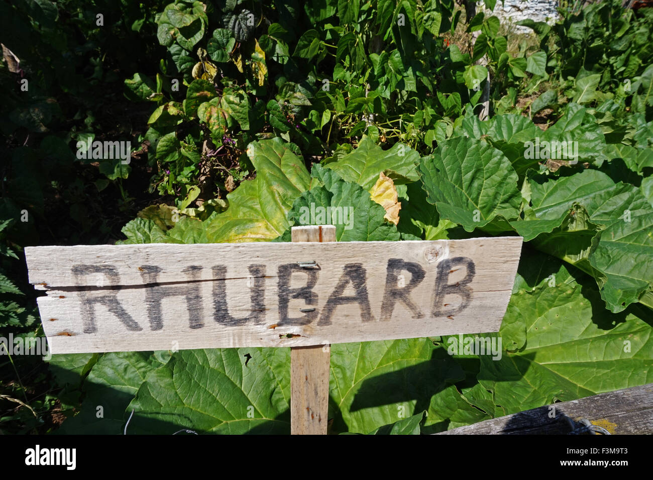 A sign saying Rhubarb in a vegetable patch in an allotment, London ...