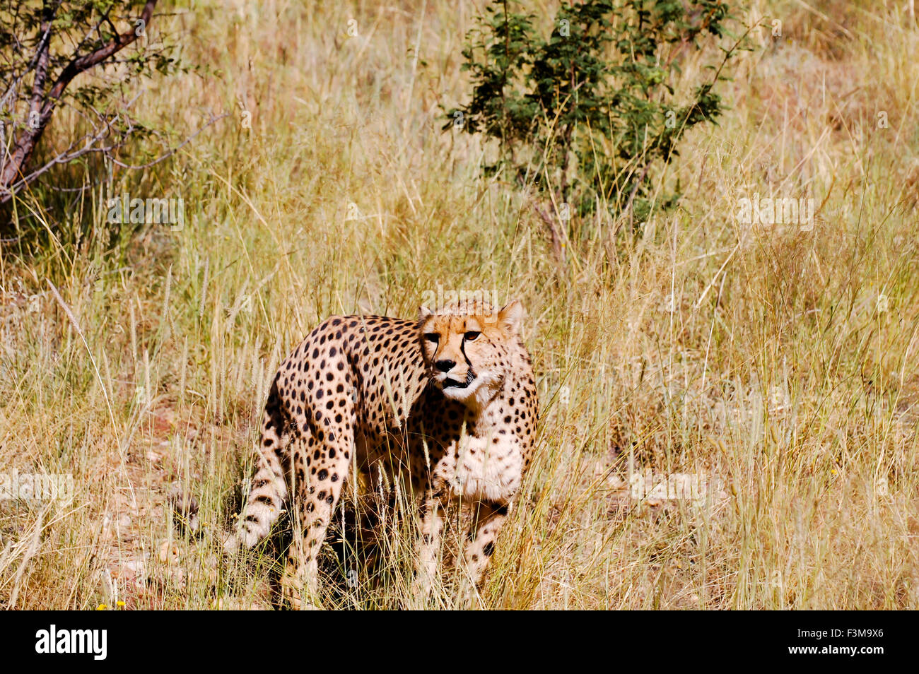Cheetah - Namibia Stock Photo - Alamy