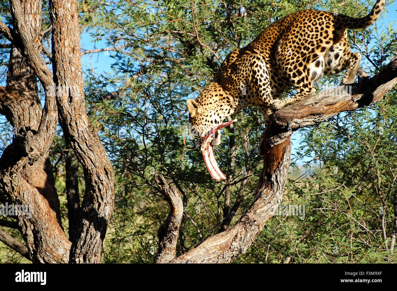 Leopard in wild namibia hi-res stock photography and images - Alamy