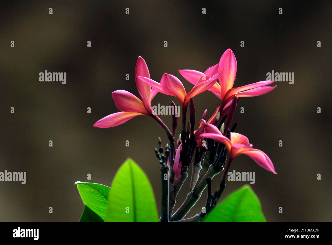 Frangipani flower against dark background with leaves Stock Photo - Alamy