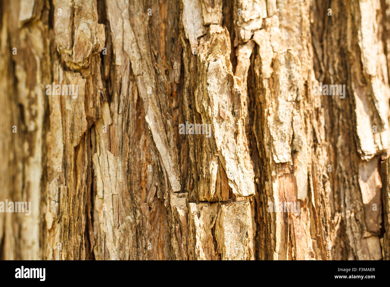 Texture of old tree rind Stock Photo - Alamy
