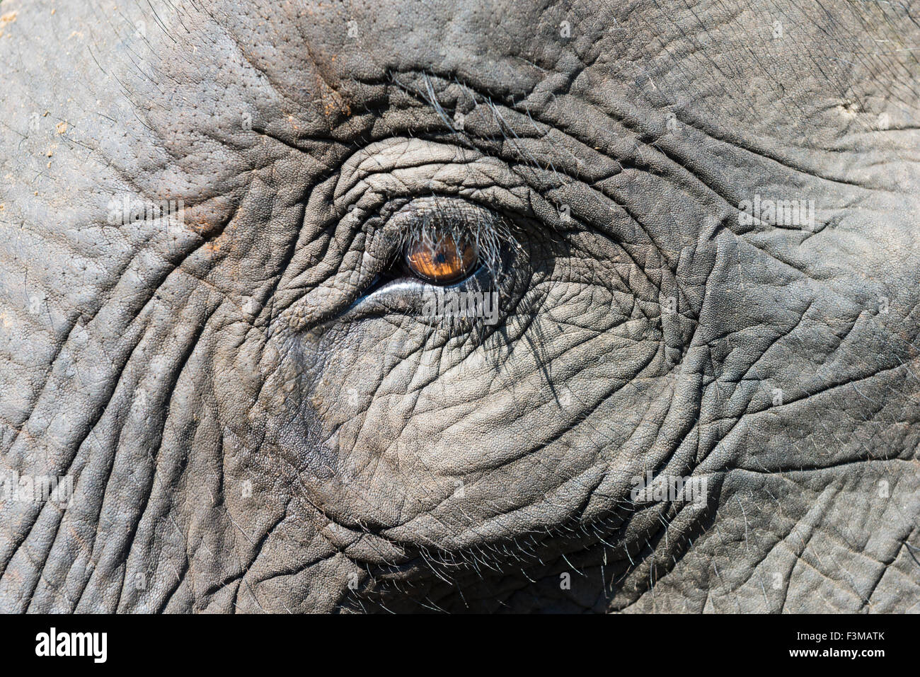 Asian elephants myanmar hi-res stock photography and images - Alamy