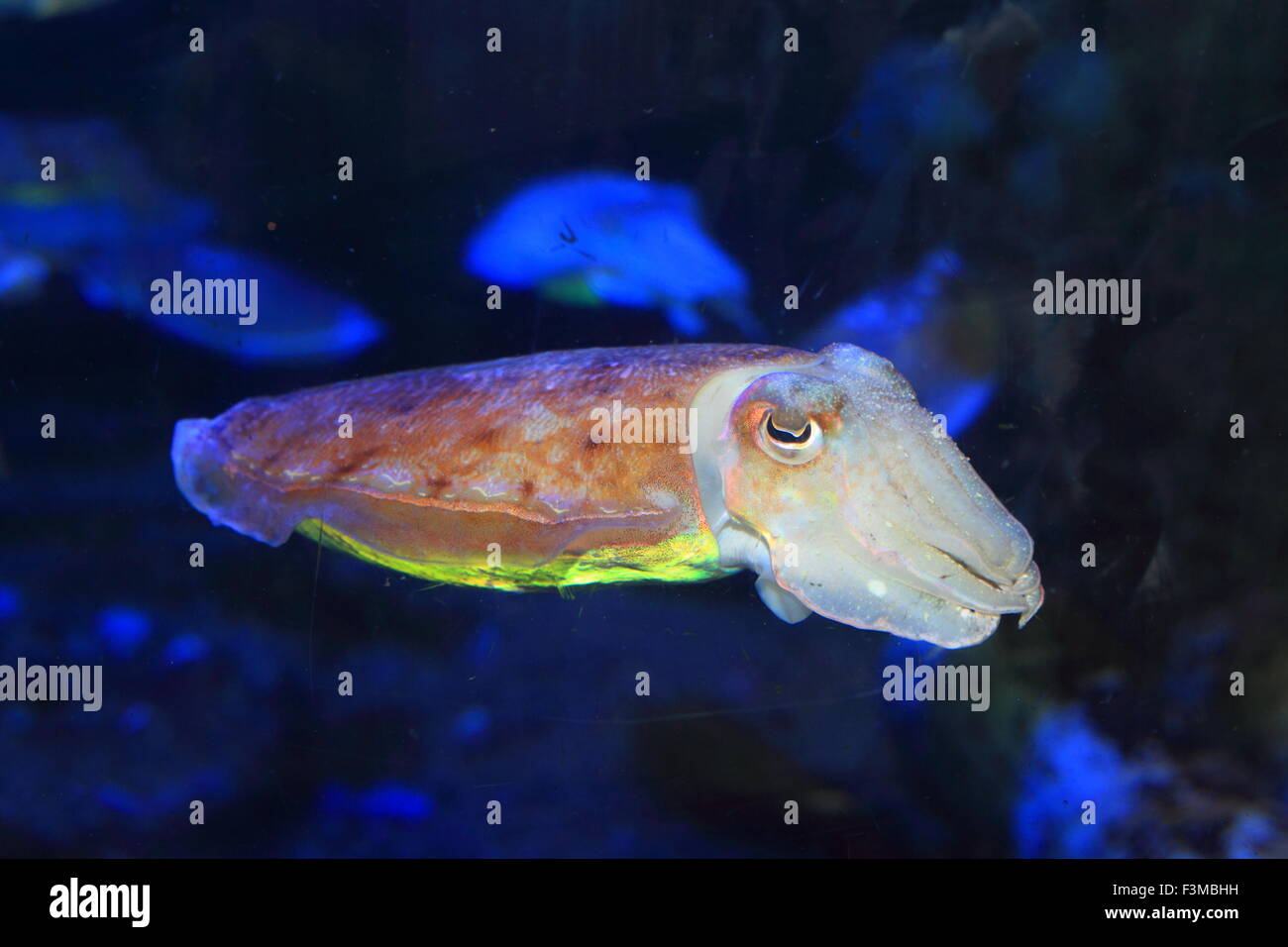 Cuttlefish (Sepia esculenta) in Japan Stock Photo - Alamy