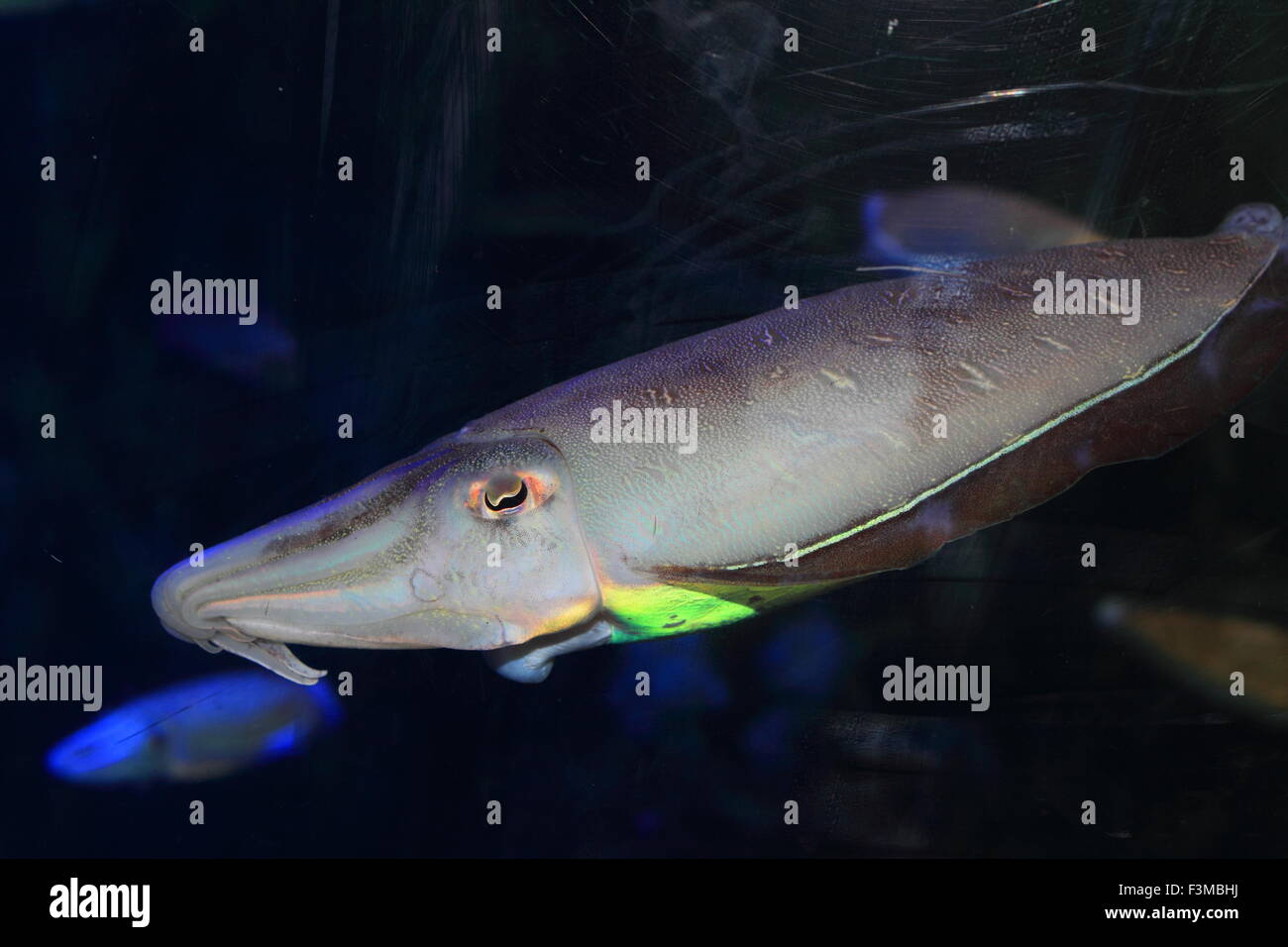 Cuttlefish (Sepia esculenta) in Japan Stock Photo - Alamy