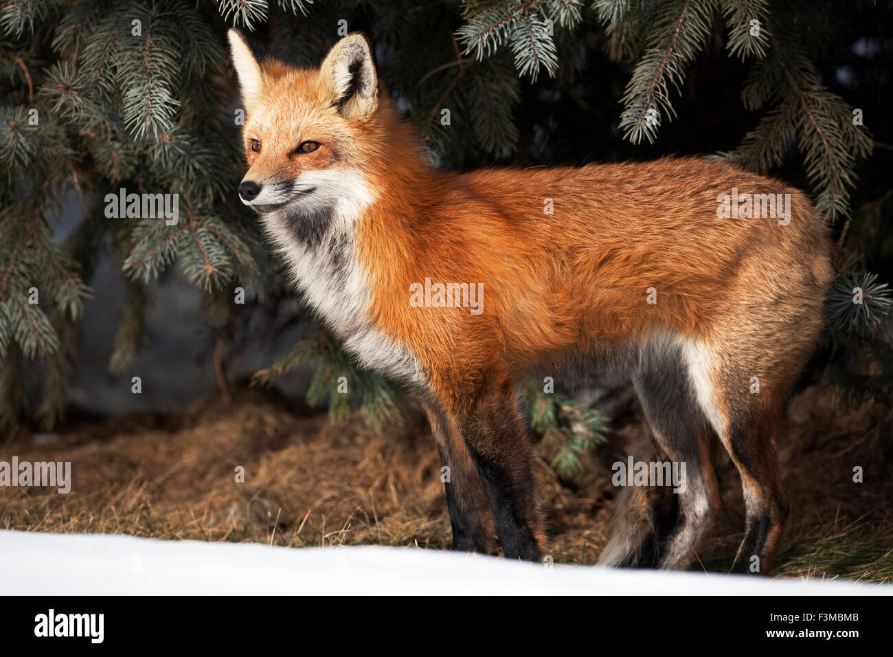 Animal alertness hi-res stock photography and images - Alamy