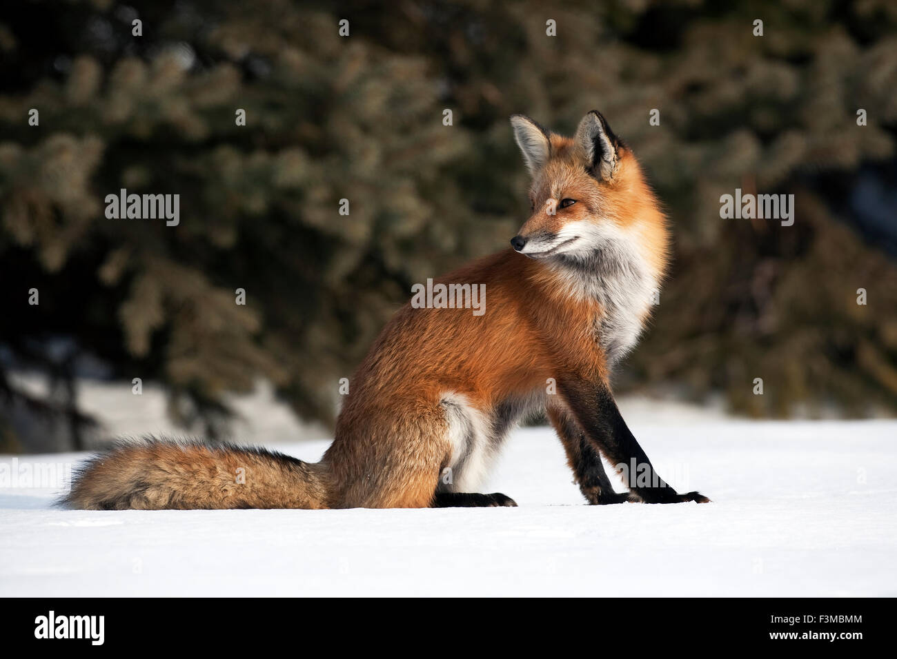 Animal alertness hi-res stock photography and images - Alamy