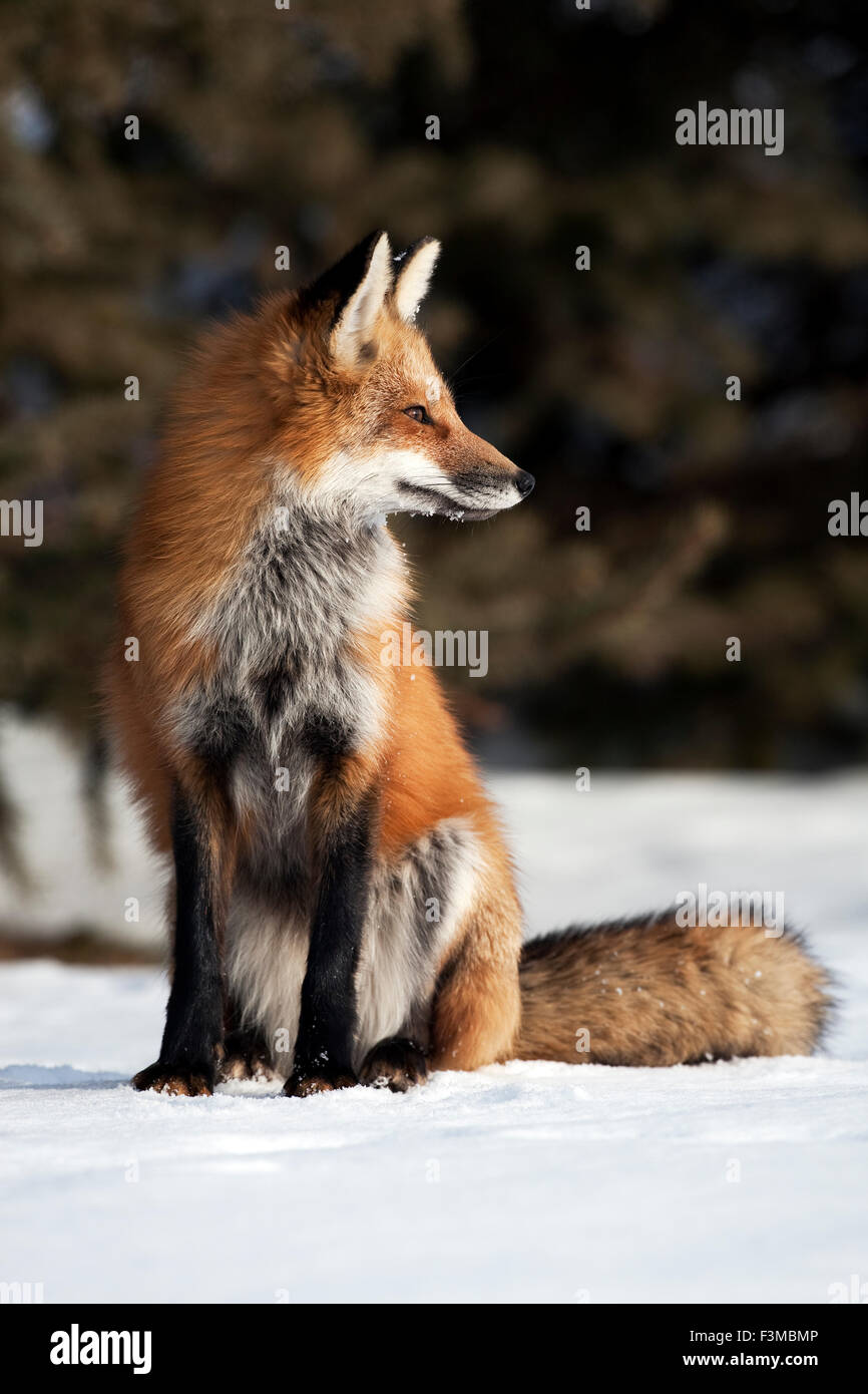 Animal sequences hi-res stock photography and images - Alamy