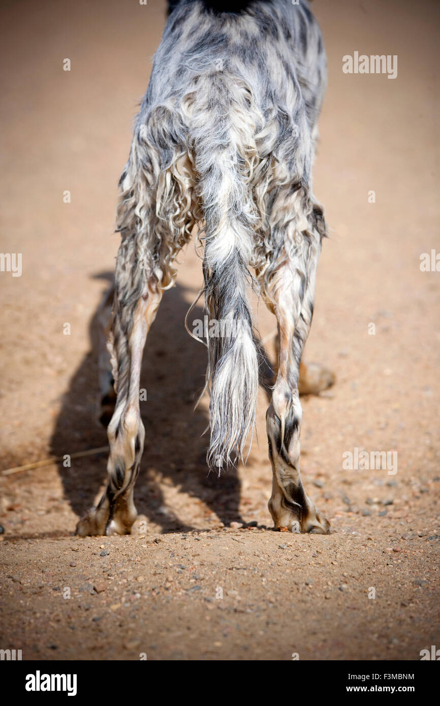 Tail hind hi-res stock photography and images - Alamy