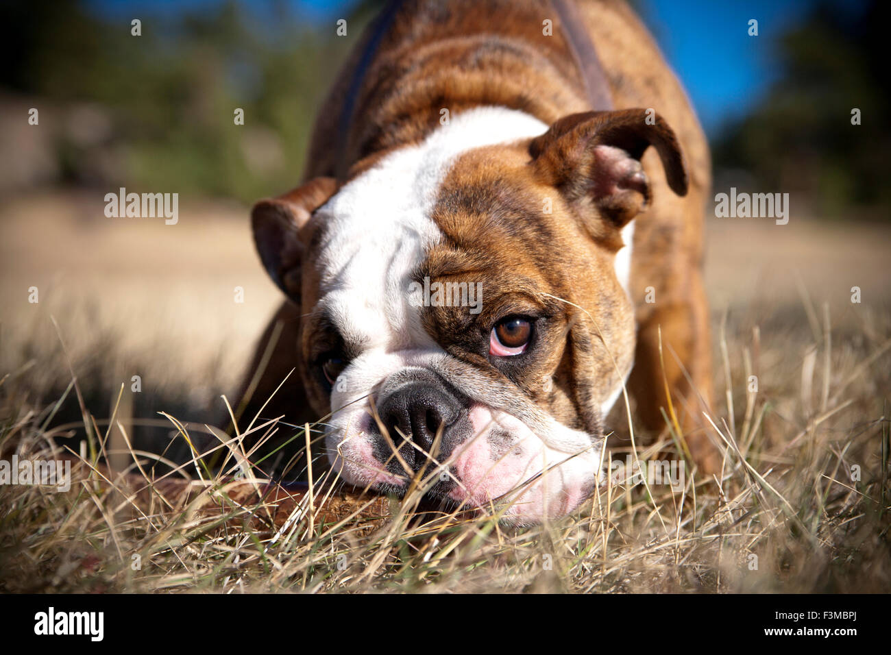 Colorado bulldog hi-res stock photography and images - Alamy