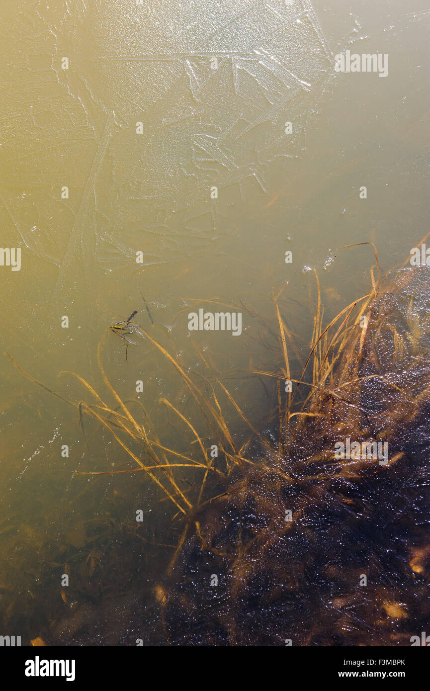 the grass is frozen in the ice on the pond's surface Stock Photo - Alamy