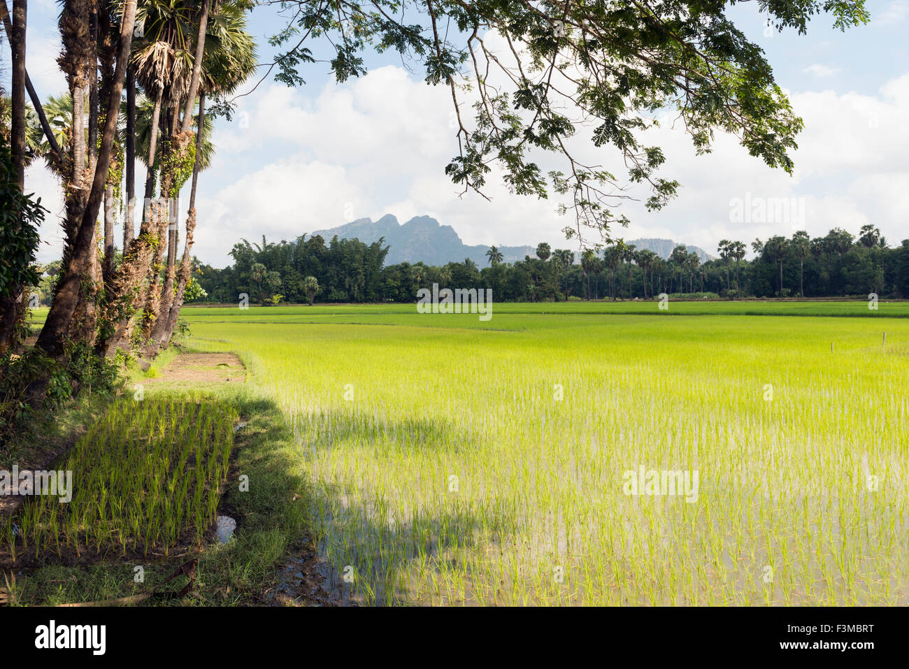 Rice field in Burma Stock Photo - Alamy