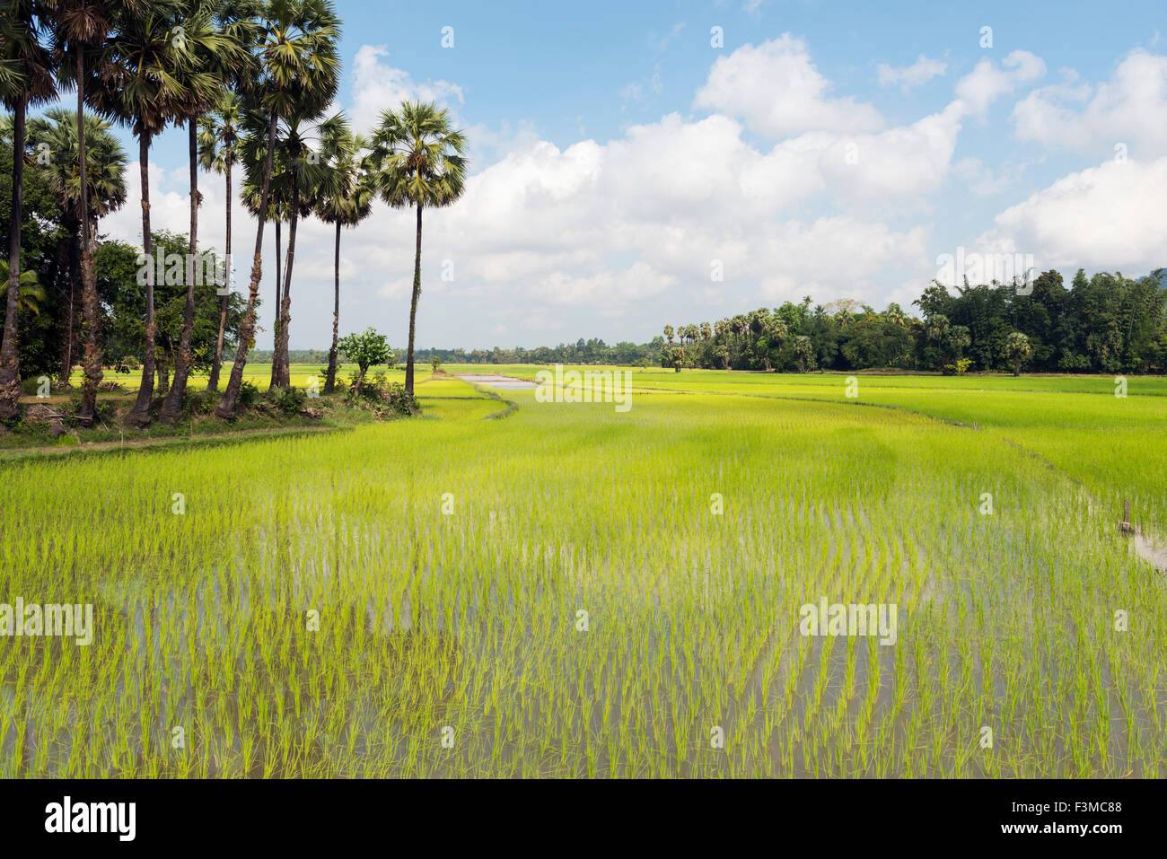 Rice field in Burma Stock Photo - Alamy