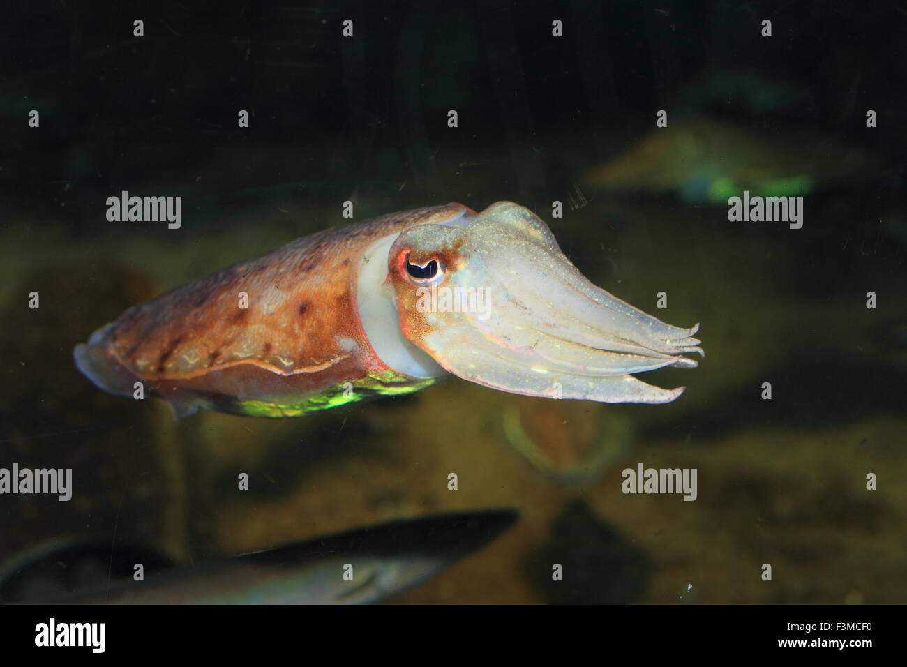 Cuttlefish (Sepia esculenta) in Japan Stock Photo - Alamy