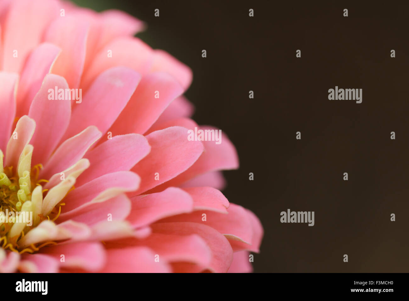Red impatiens flower Stock Photo - Alamy
