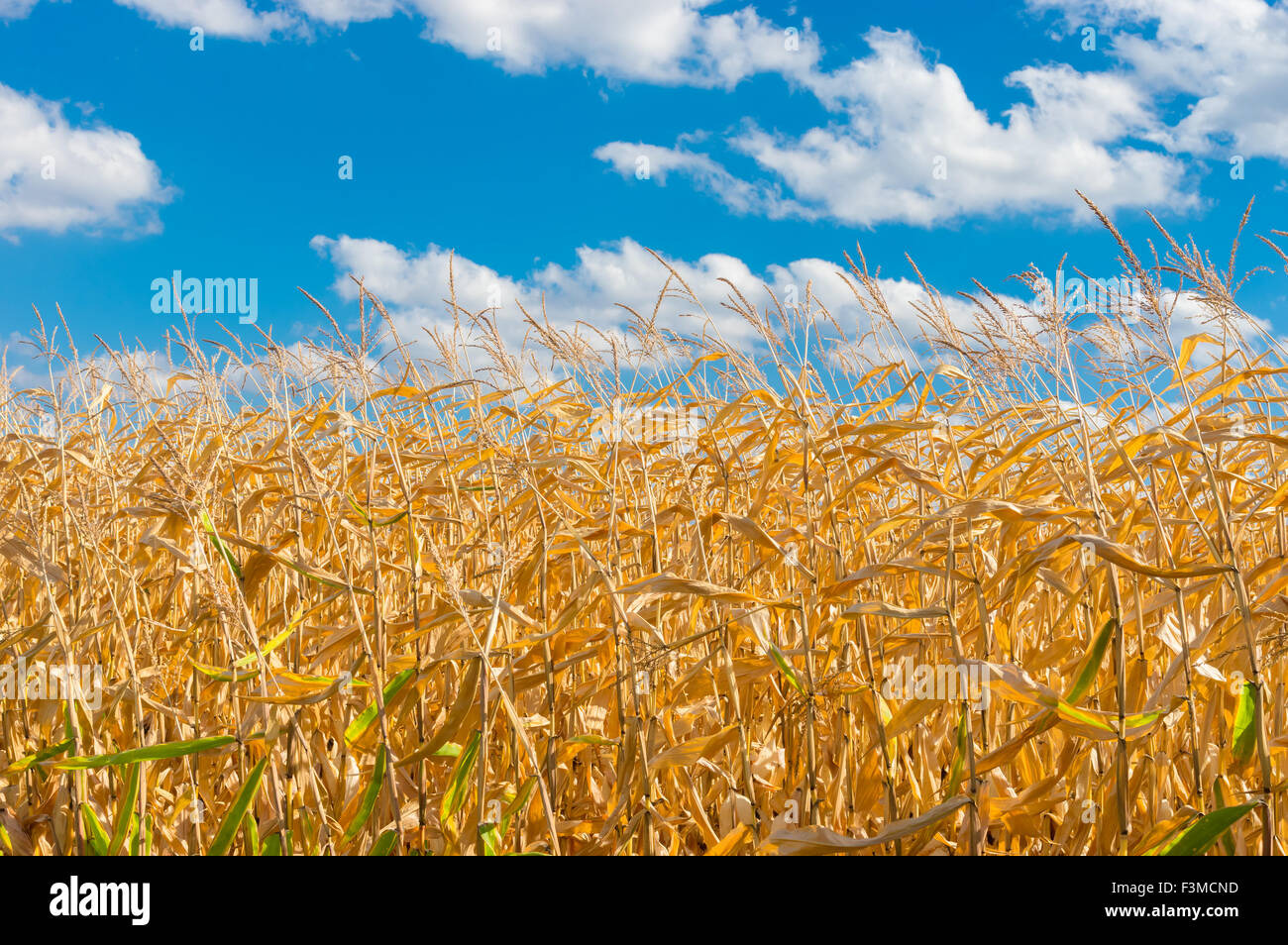 Field with maize close-up against blue cloudy sky at fall season Stock ...