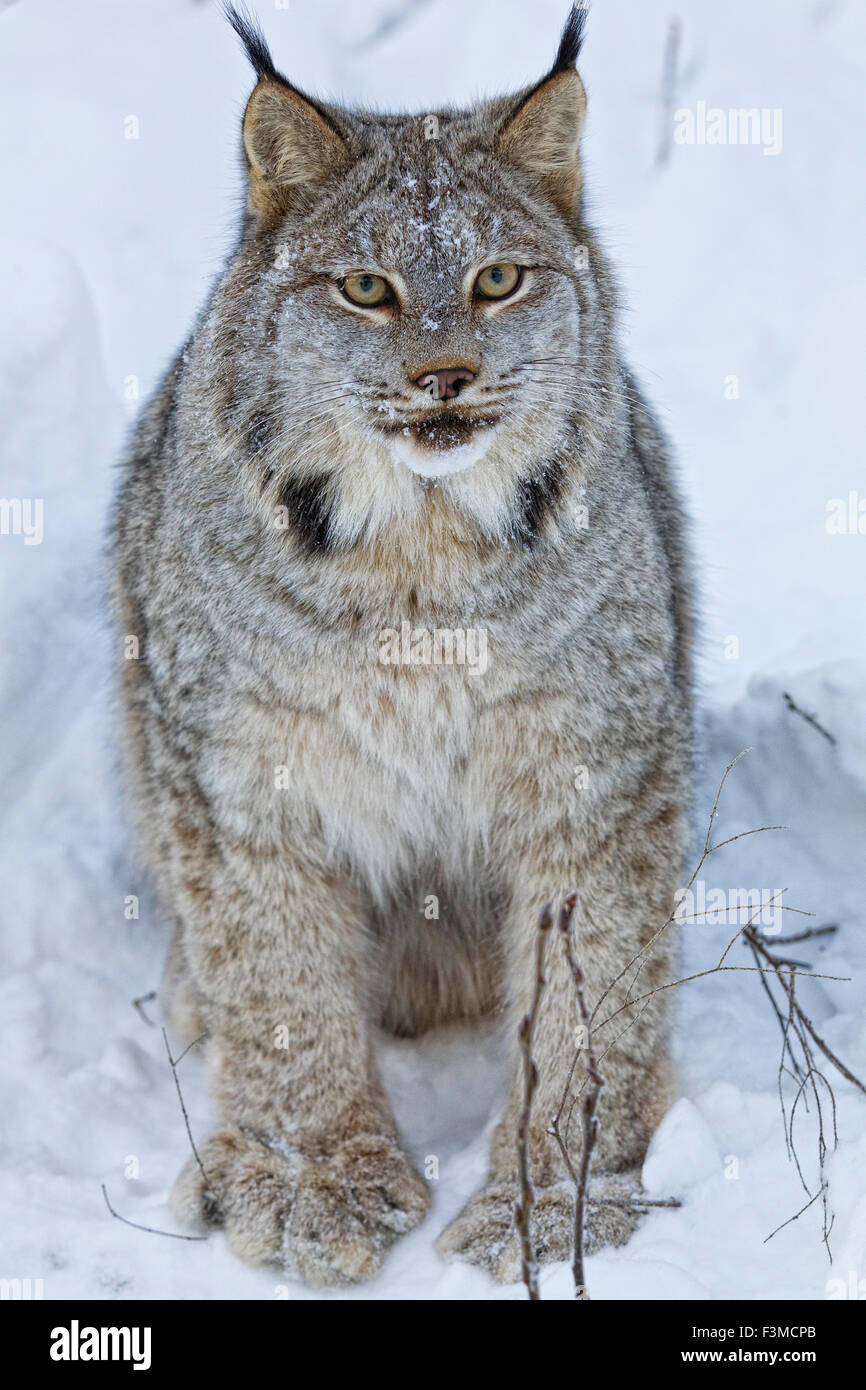 Canada,Canadian,Looking At Camera,Sitting,Lynx Stock Photo - Alamy