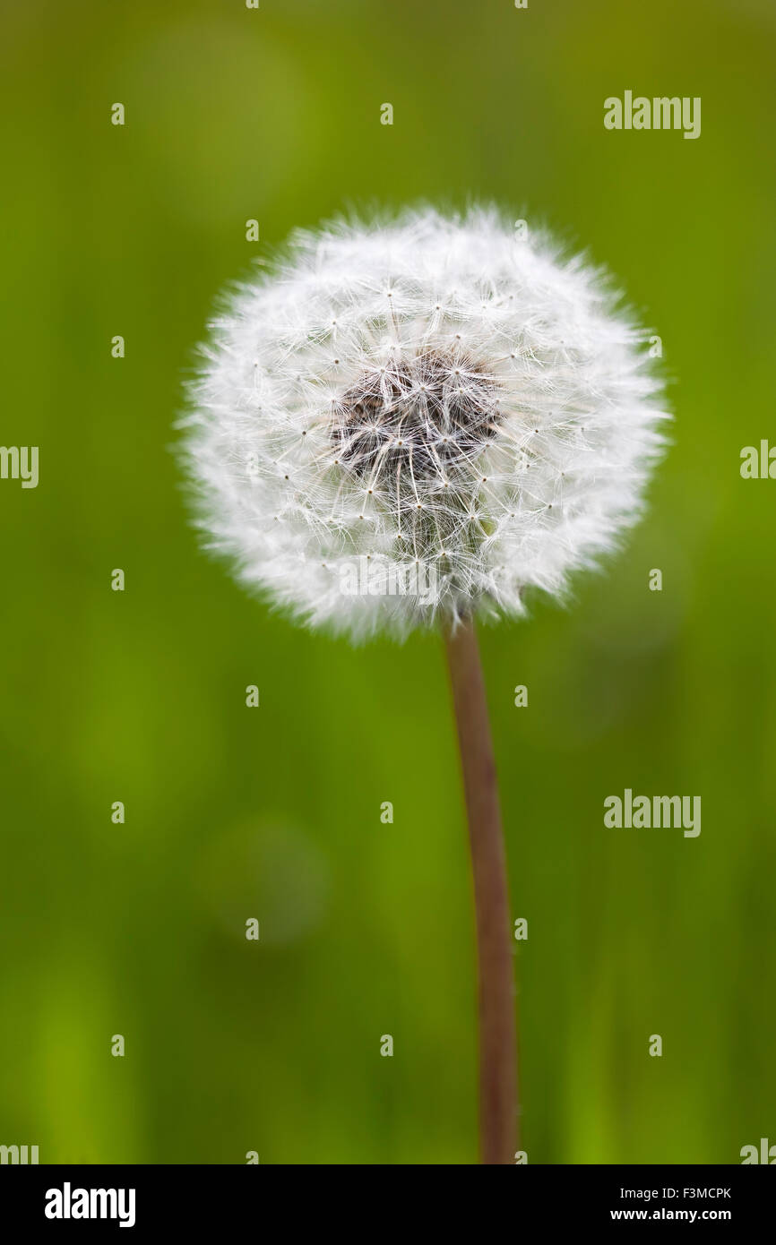 Dandelion stem detail hi-res stock photography and images - Alamy