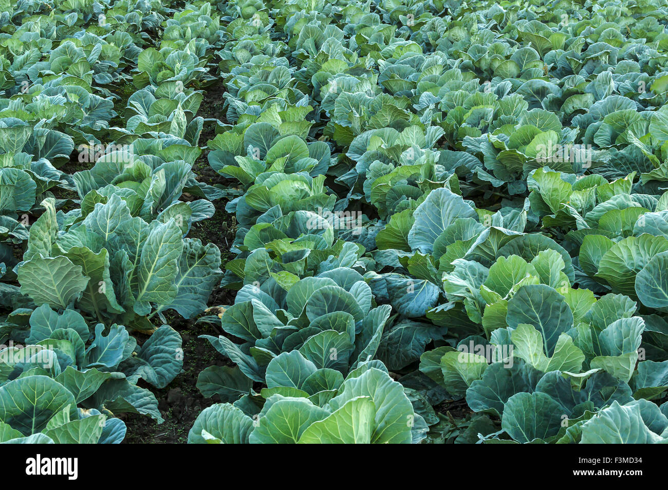 Cabbage field. Cultivation of cabbage in an open ground in the field ...