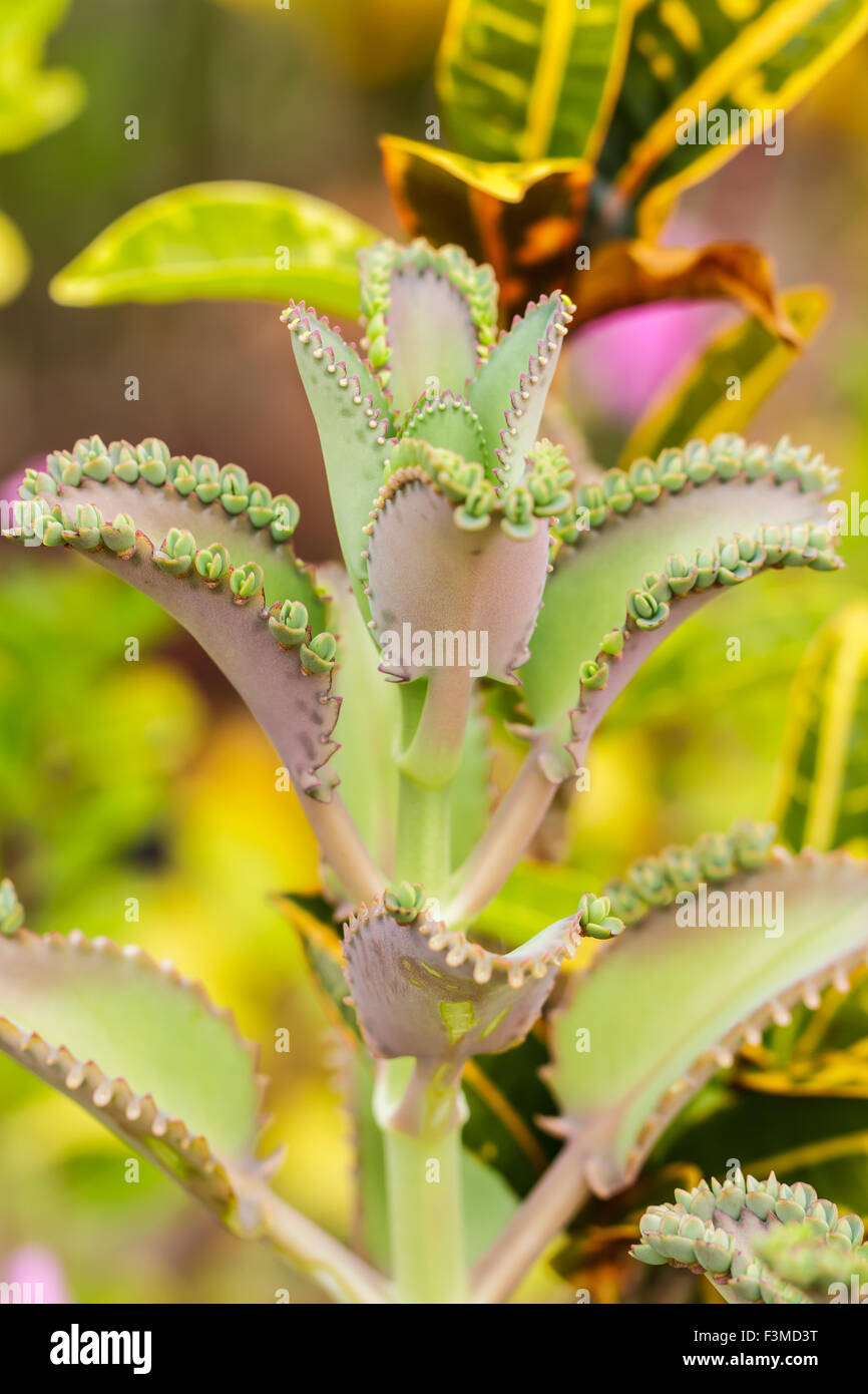 Plants with leaves much inbreeding Stock Photo - Alamy