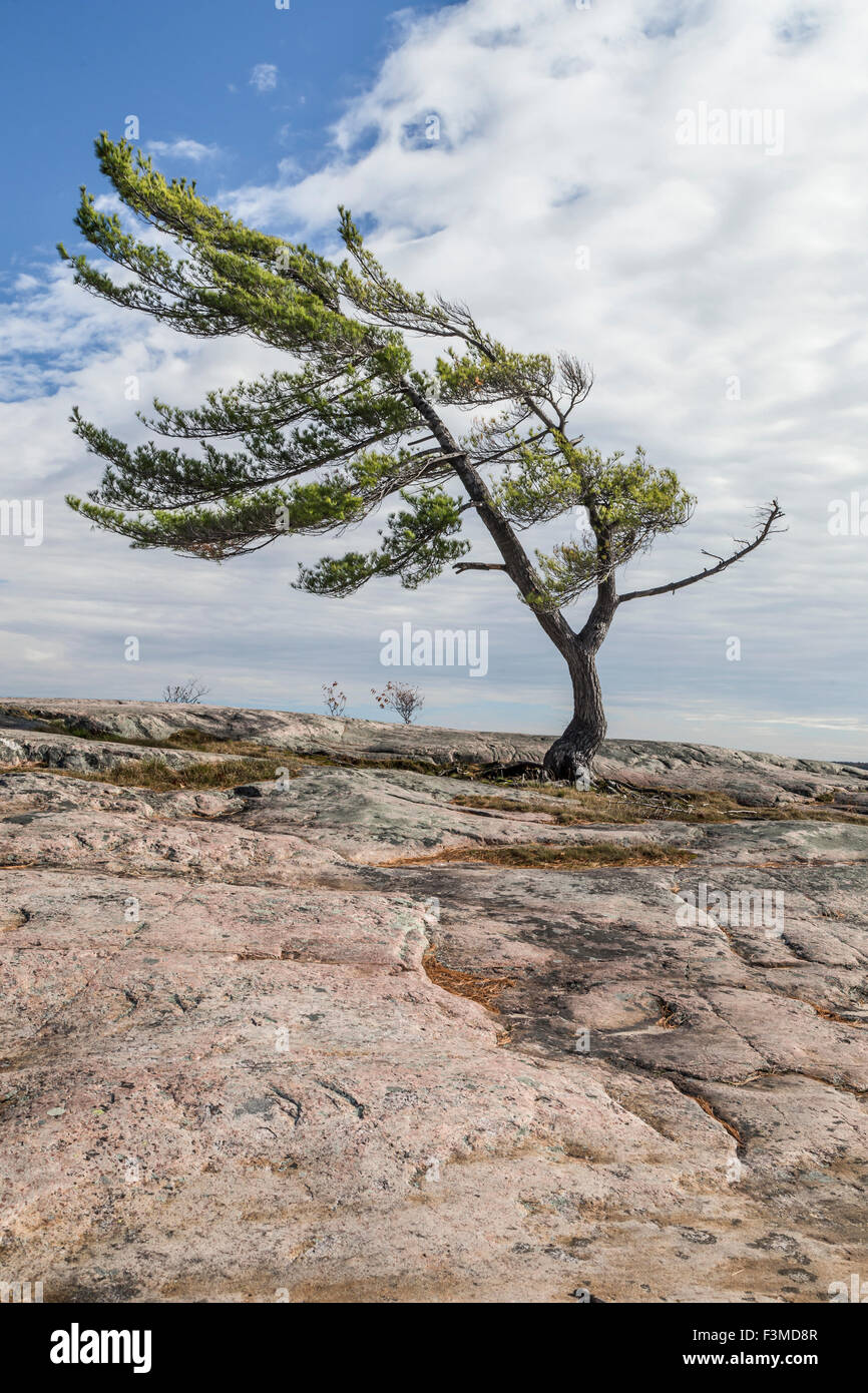 Windswept pine tree georgian bay hi-res stock photography and images ...