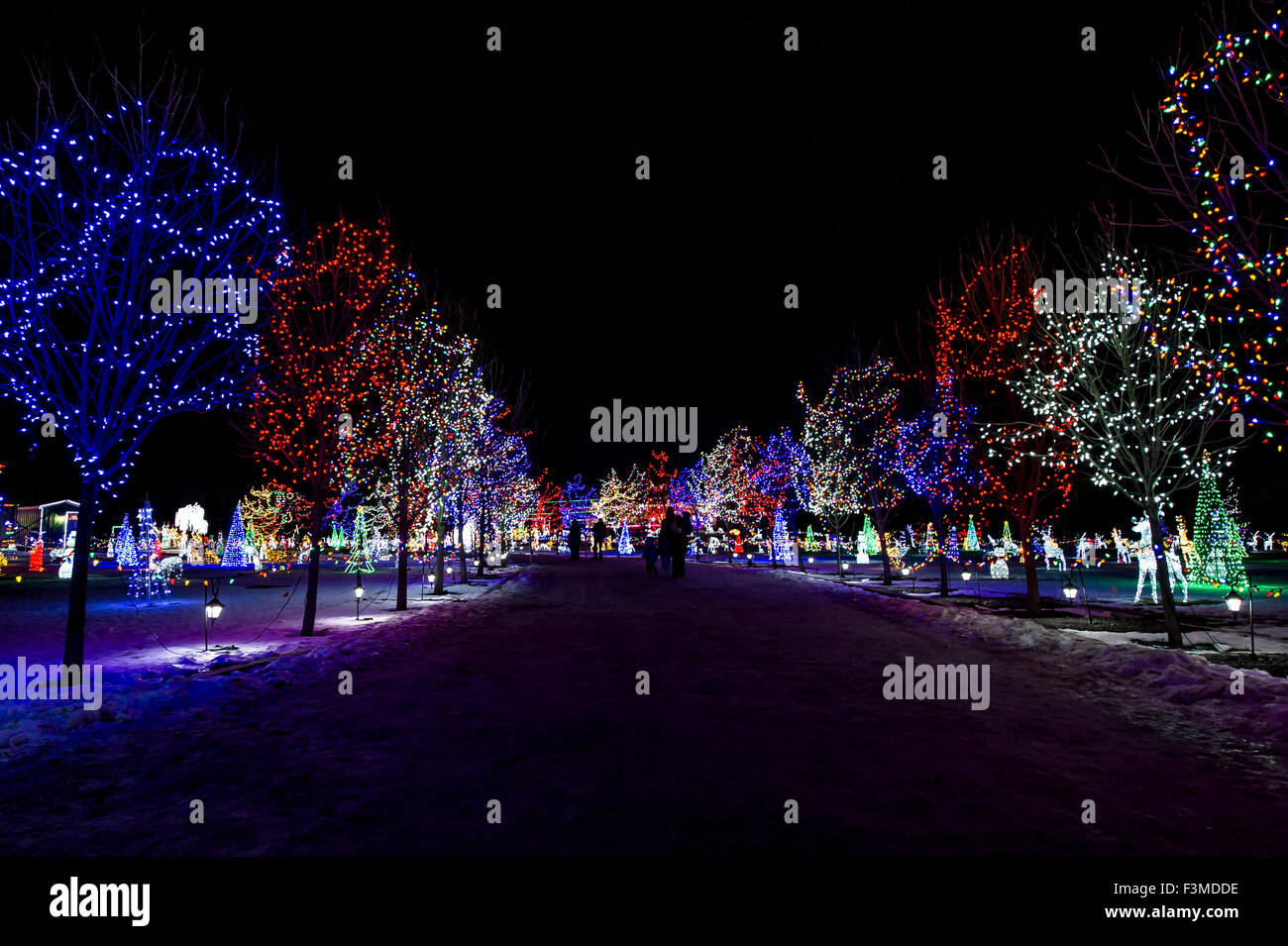 Nighttime scene of an illuminated christmas tree hi-res stock ...