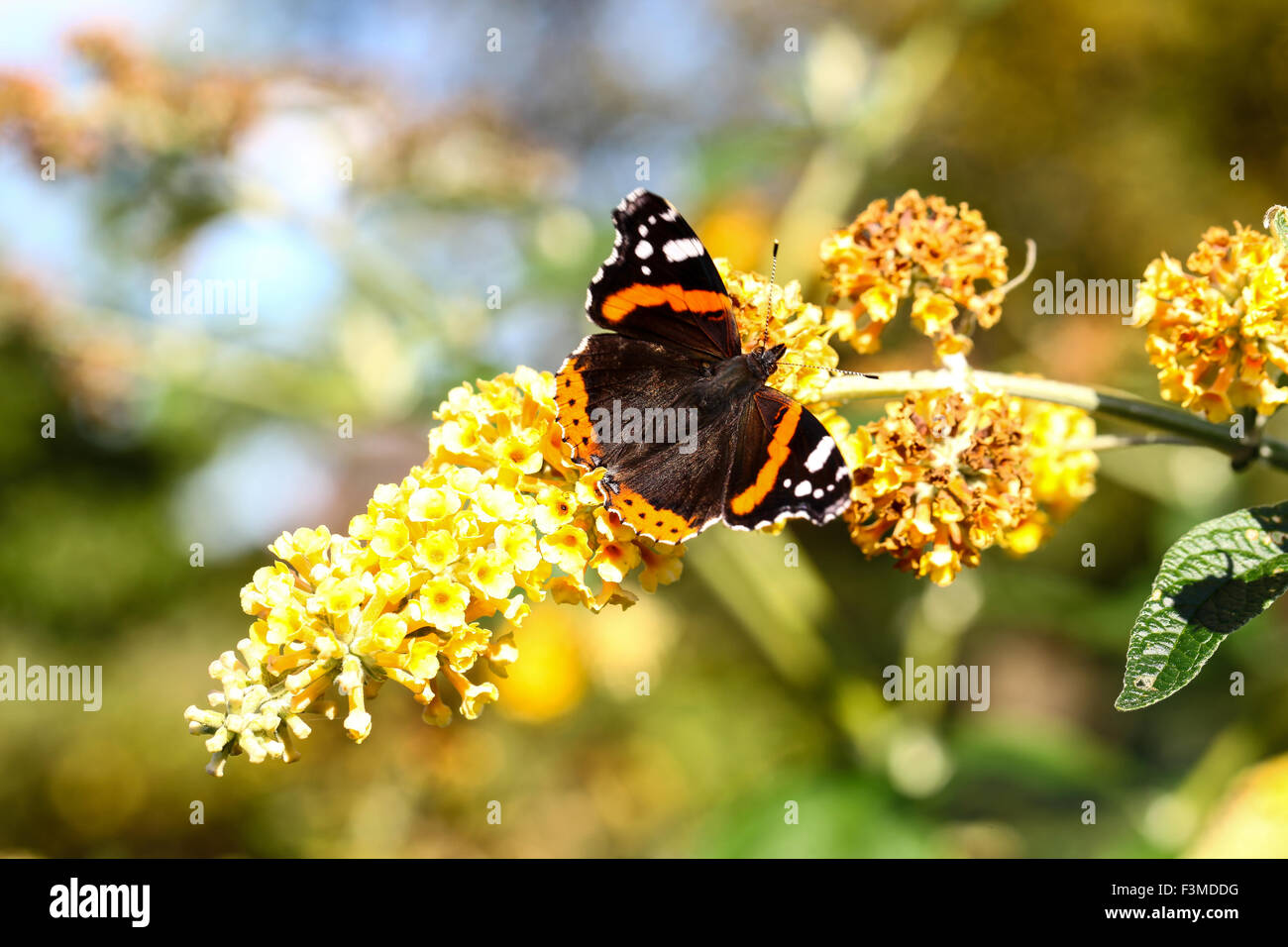 Butterfly buddleja globosa hi-res stock photography and images - Alamy
