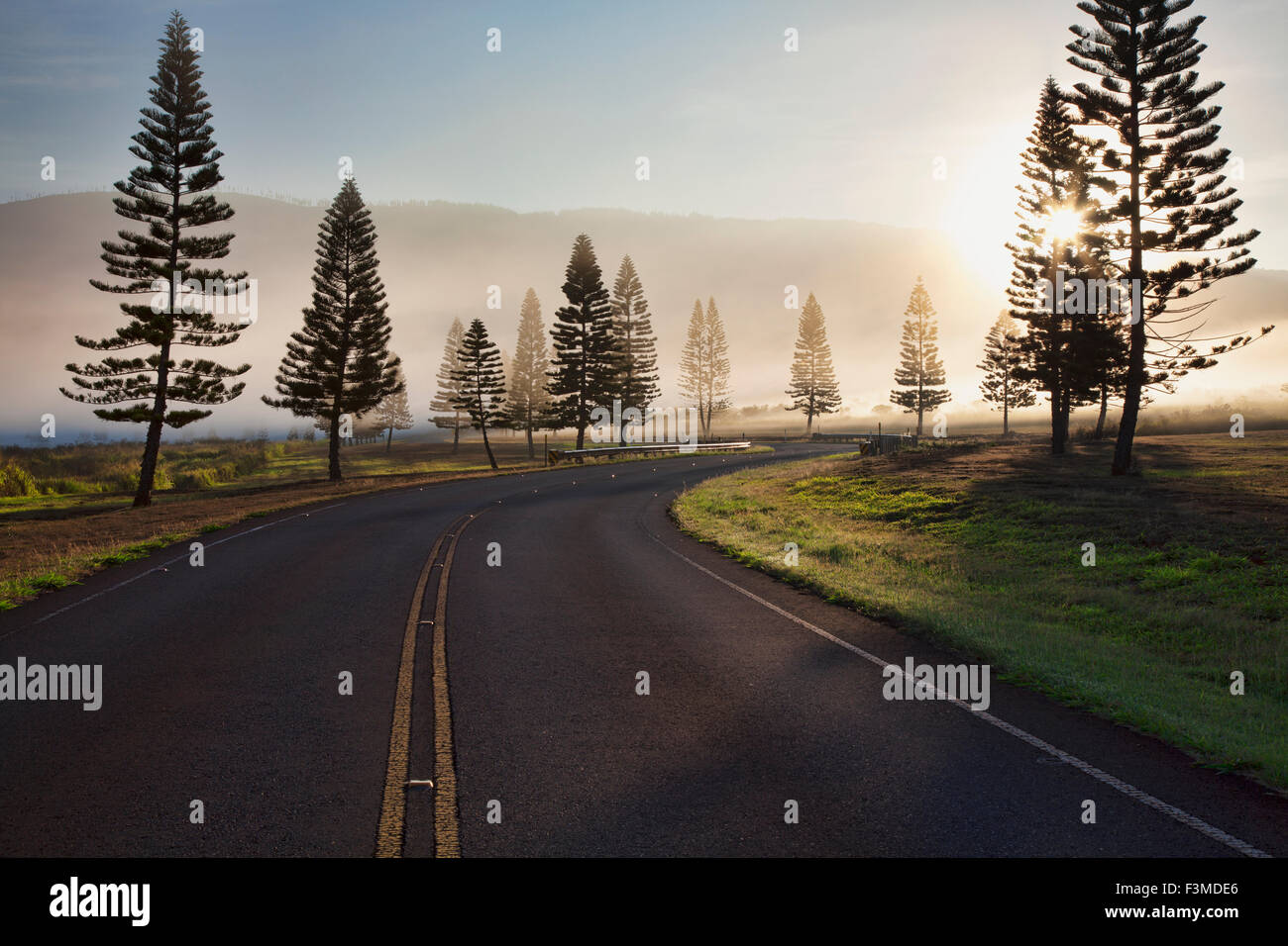 Gold tree hawaii hi-res stock photography and images - Alamy