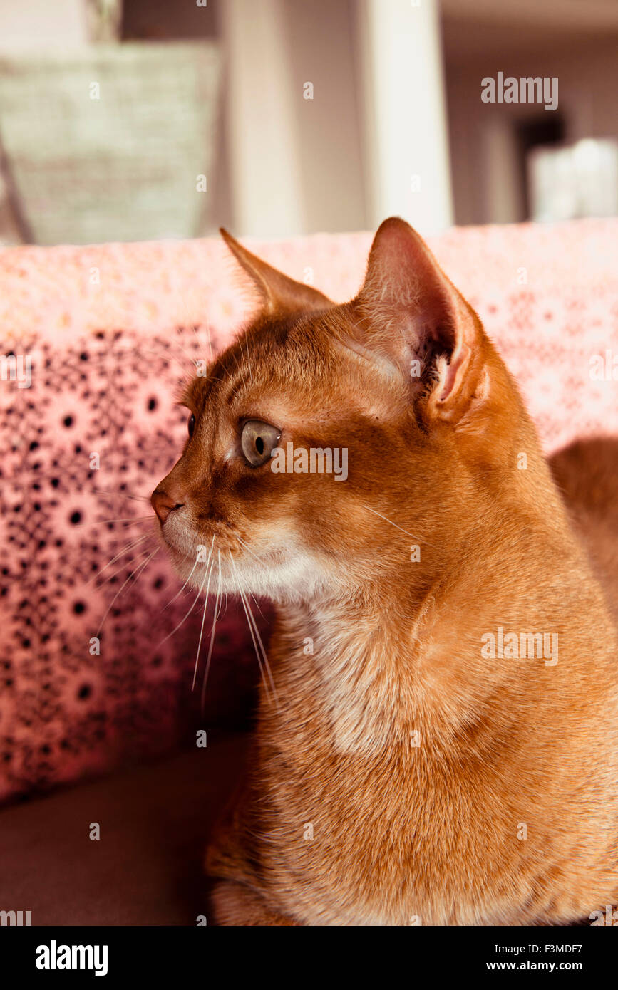 Abyssinian rose hi-res stock photography and images - Alamy