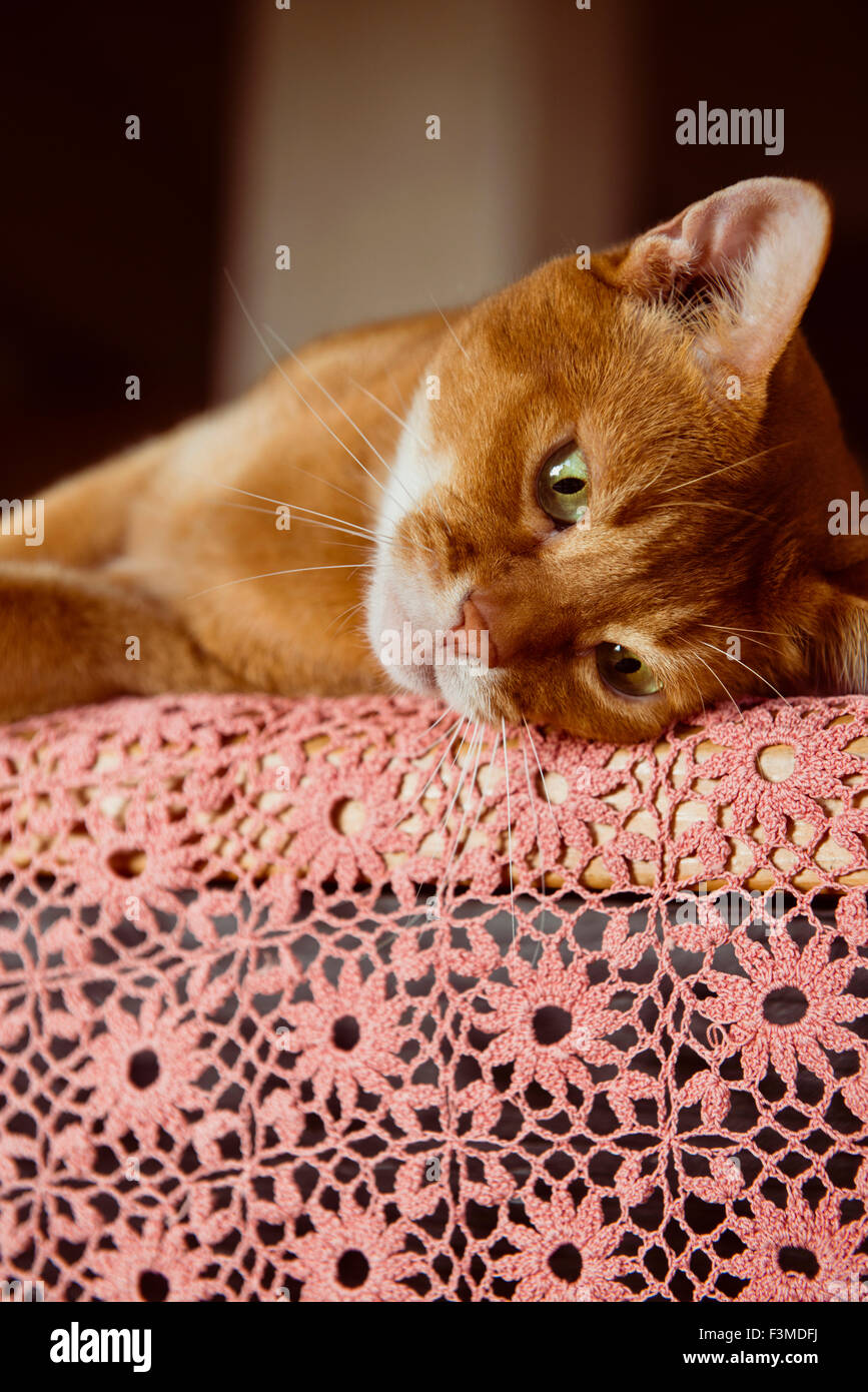 Abyssinian rose hi-res stock photography and images - Alamy