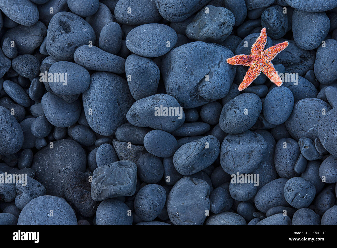 Group Starfish High Resolution Stock Photography and Images - Alamy