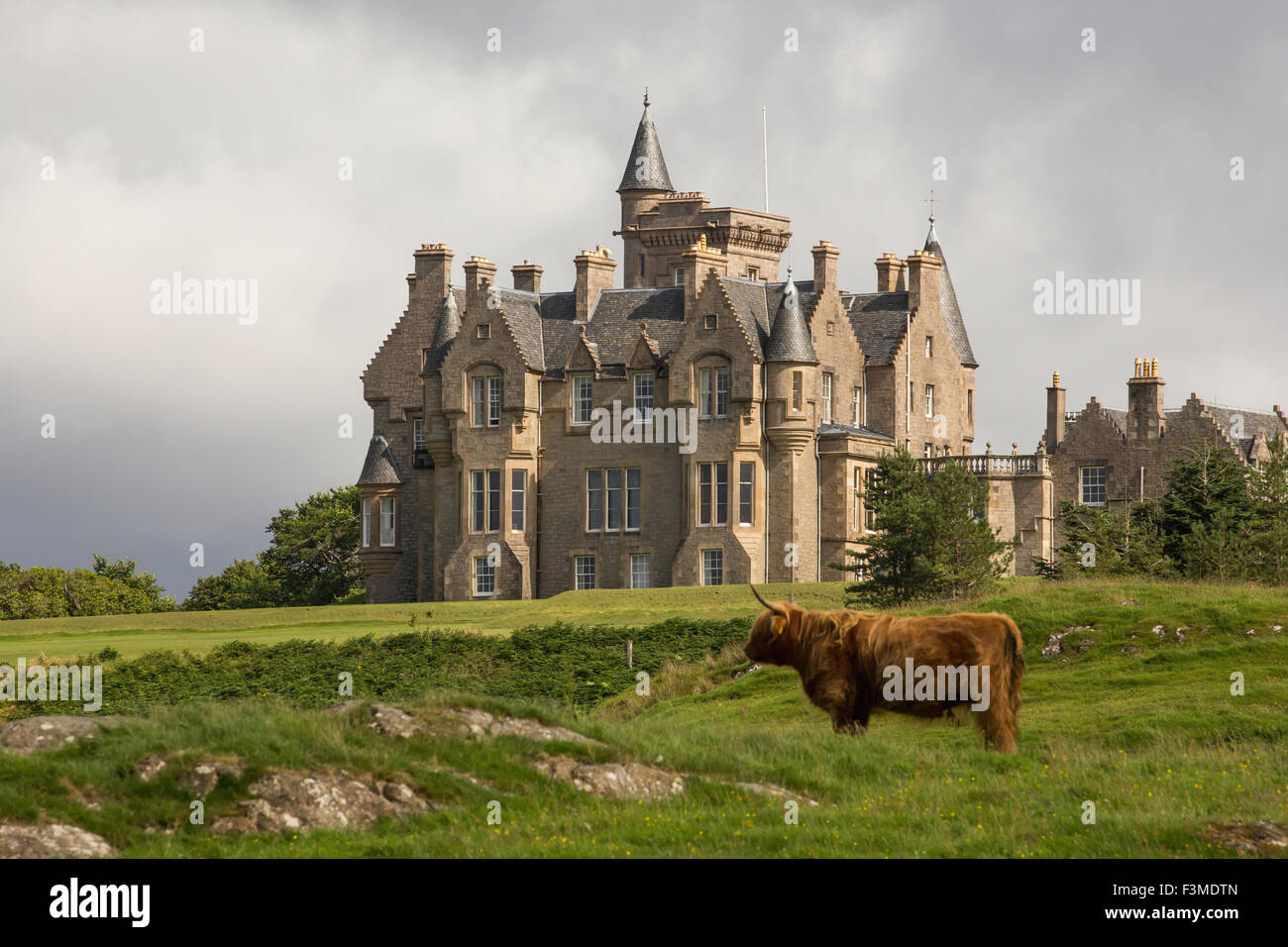 Isle Of Mull,Highland Cow,glengorm castle Stock Photo - Alamy