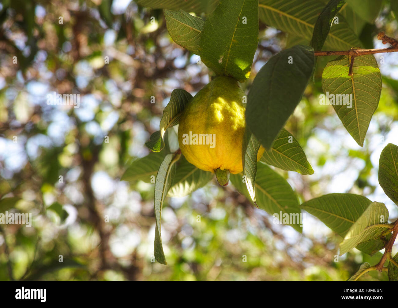 Guava fruit (Psidium guajava) on branch Stock Photo - Alamy