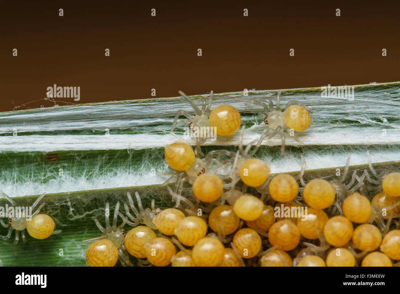 Groups of babies spider Stock Photo - Alamy