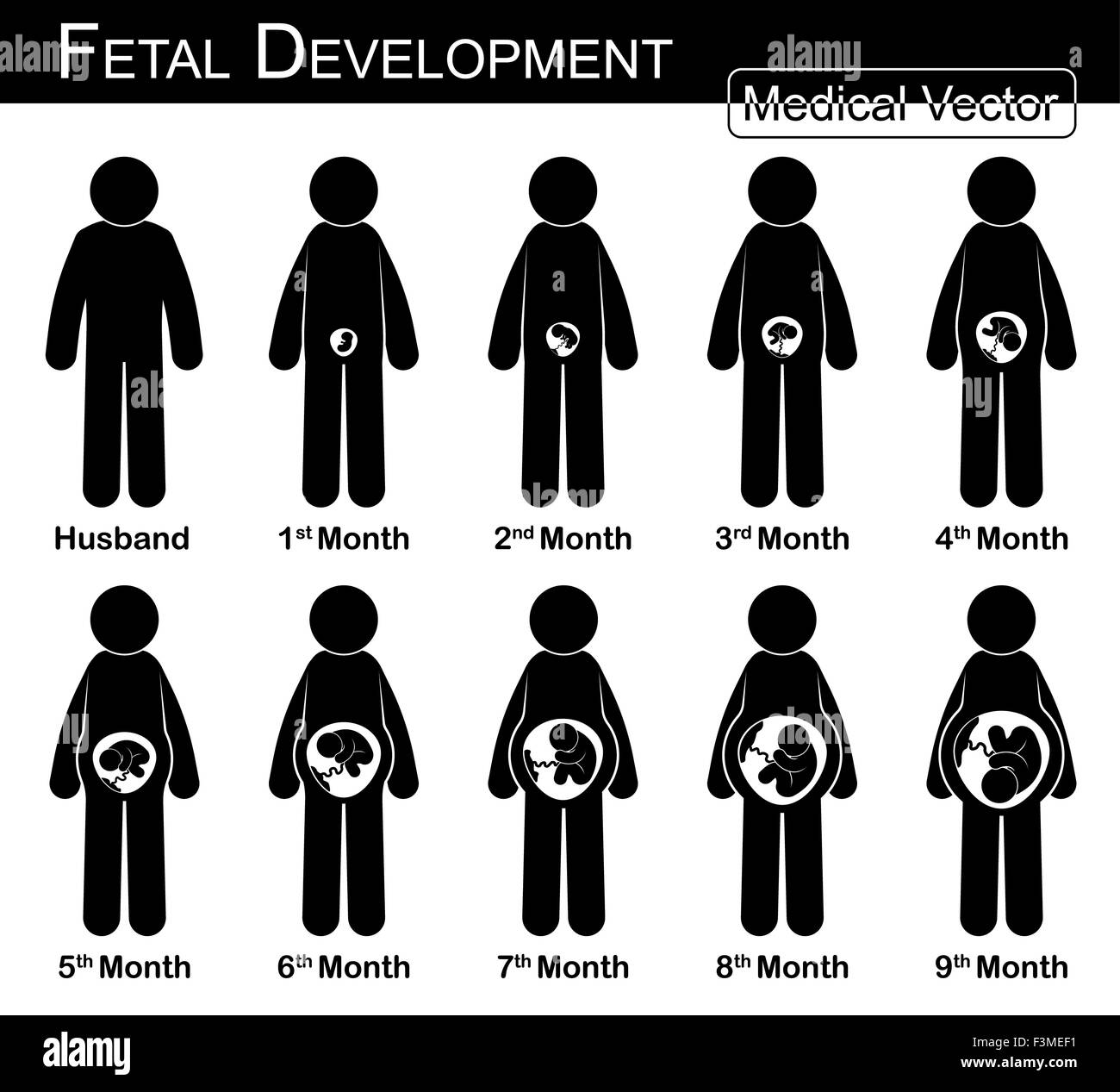 Fetal development hi-res stock photography and images - Alamy