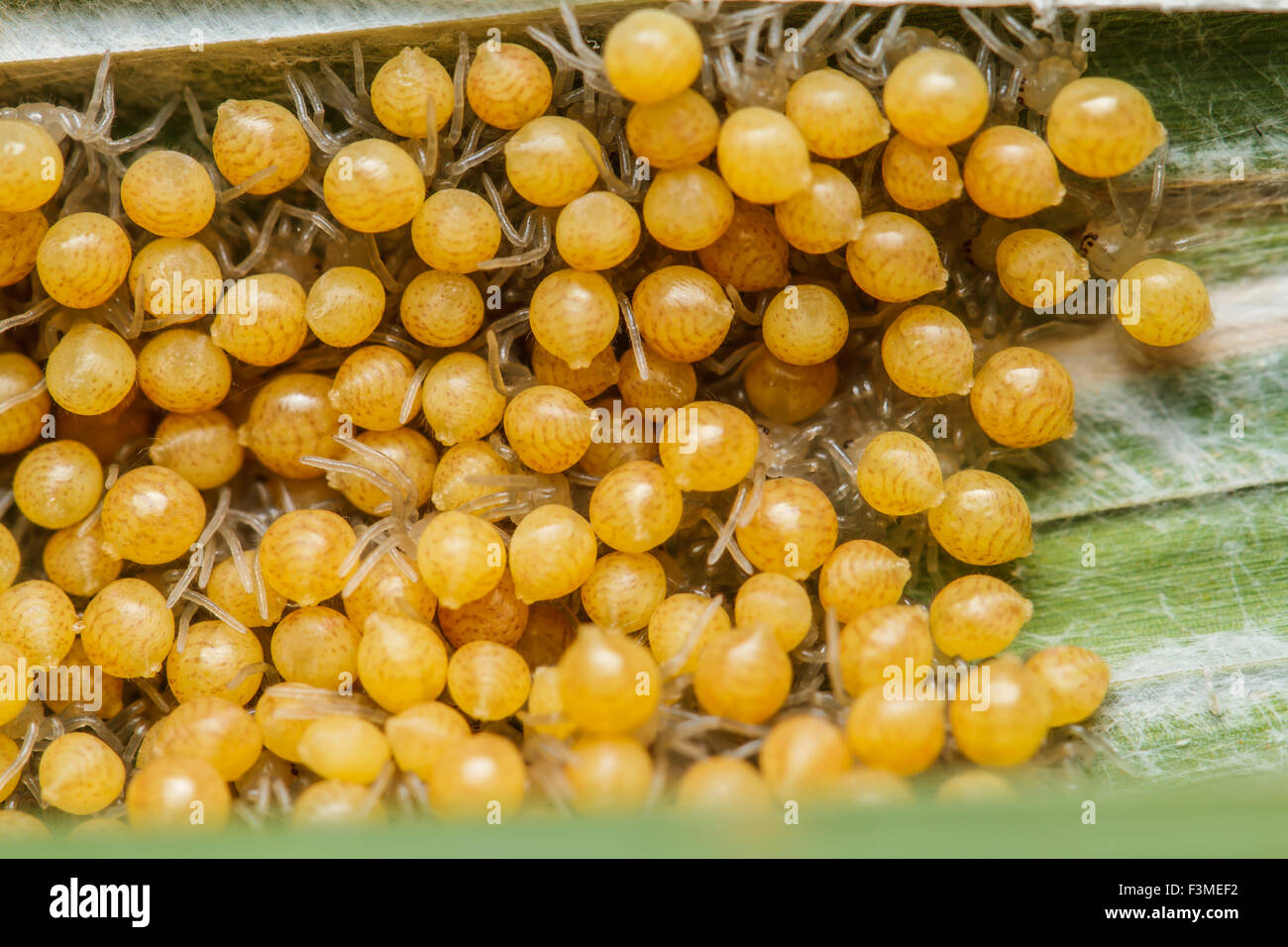 Groups of babies spider Stock Photo - Alamy