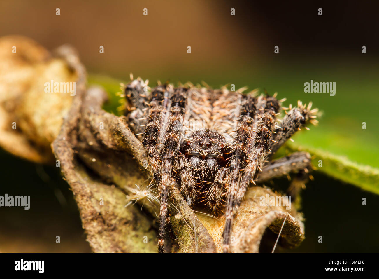 spider close up Stock Photo - Alamy