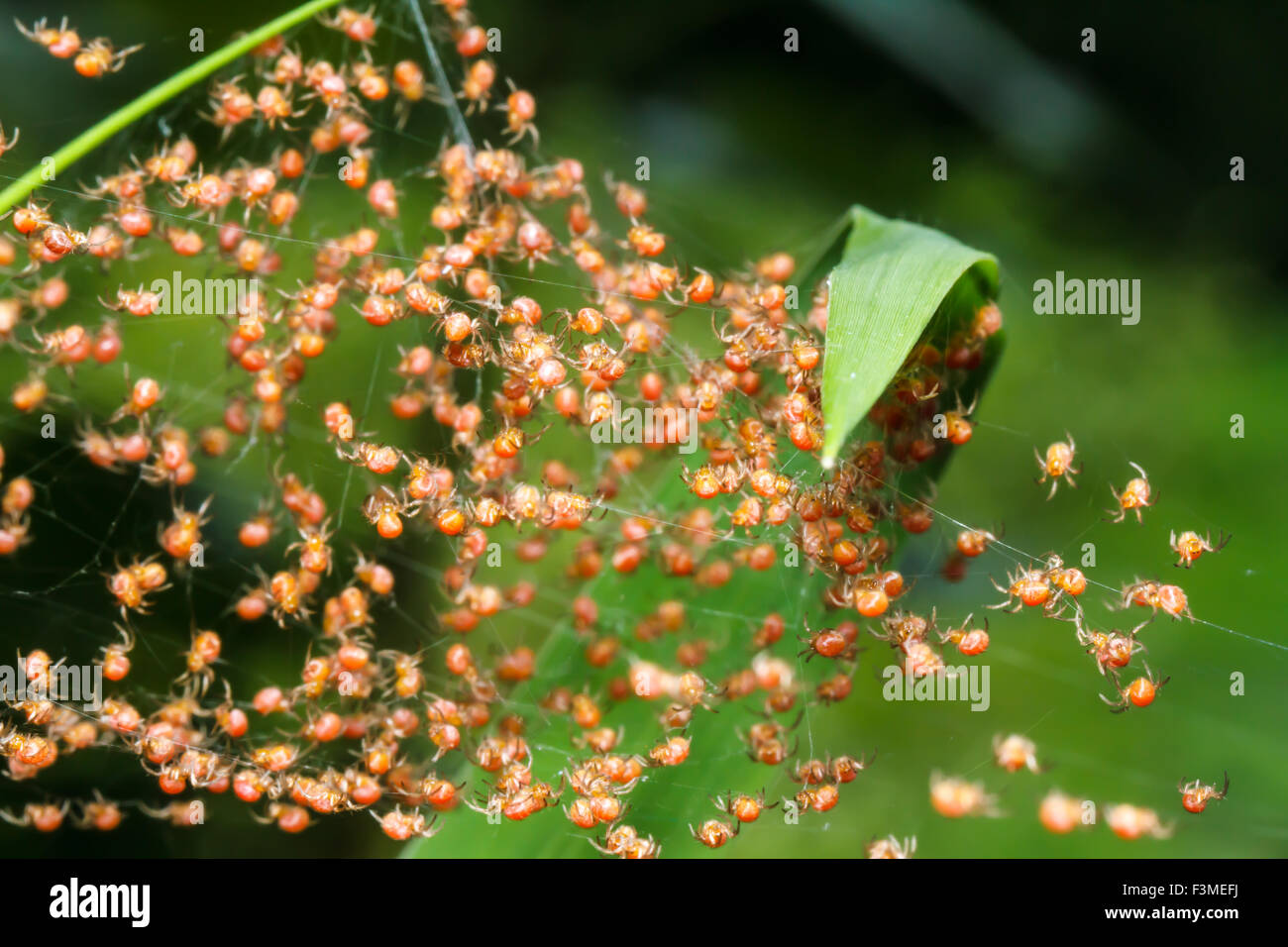Groups of babies spider Stock Photo - Alamy