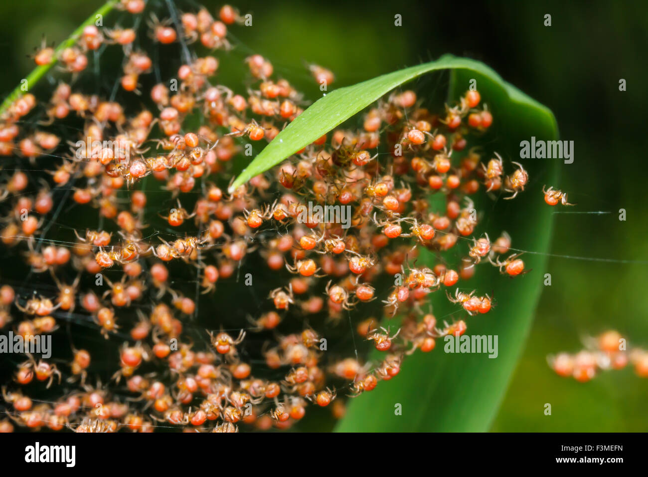 Groups of babies spider Stock Photo - Alamy