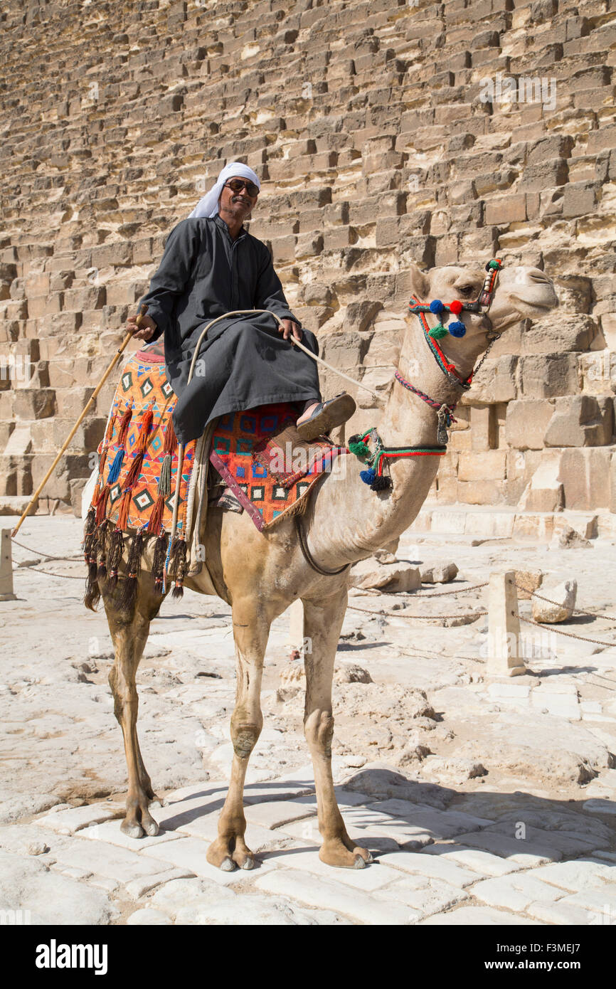 Camel looking at pyramids of giza hi-res stock photography and images ...