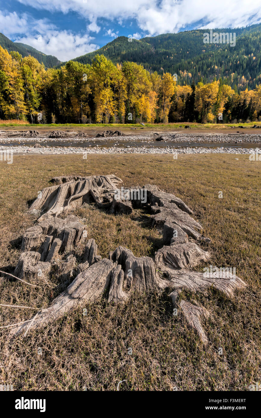 Old tree stump near stream Stock Photo - Alamy