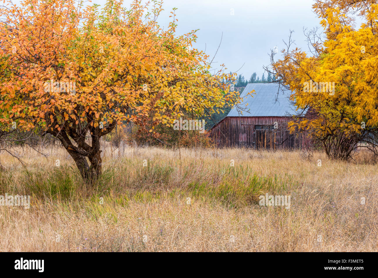 Yellow trees in barnyard Stock Photo - Alamy