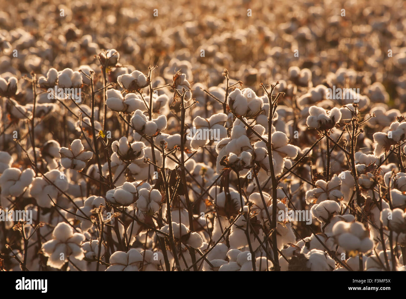 Cotton plant field hi-res stock photography and images - Alamy